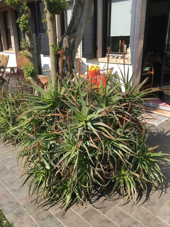 Um jardim com plantas verdes exuberantes, uma árvore e móveis de exterior.