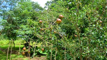 Jardim