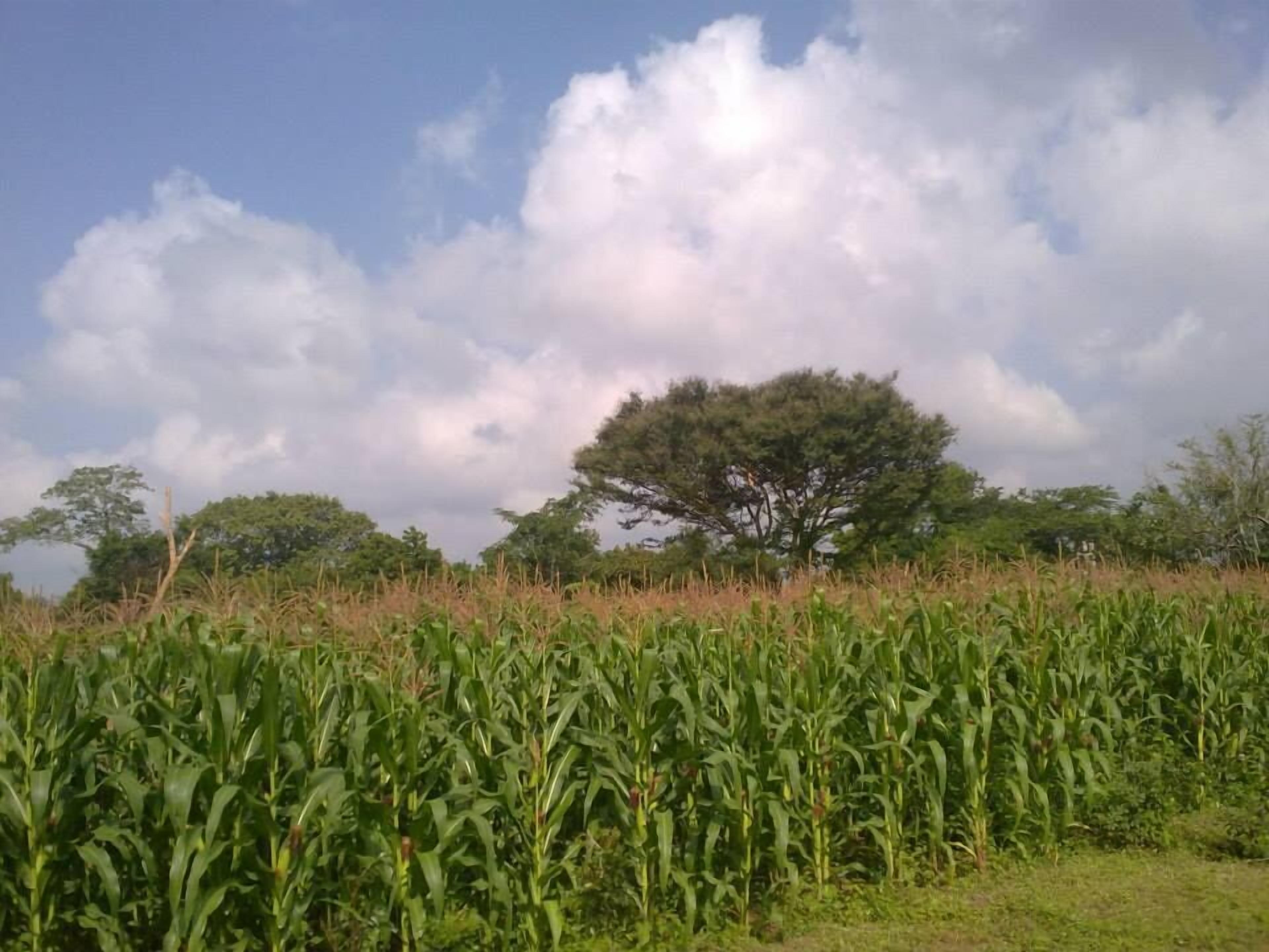 Um campo de milho com uma árvore ao fundo sob um céu parcialmente nublado.