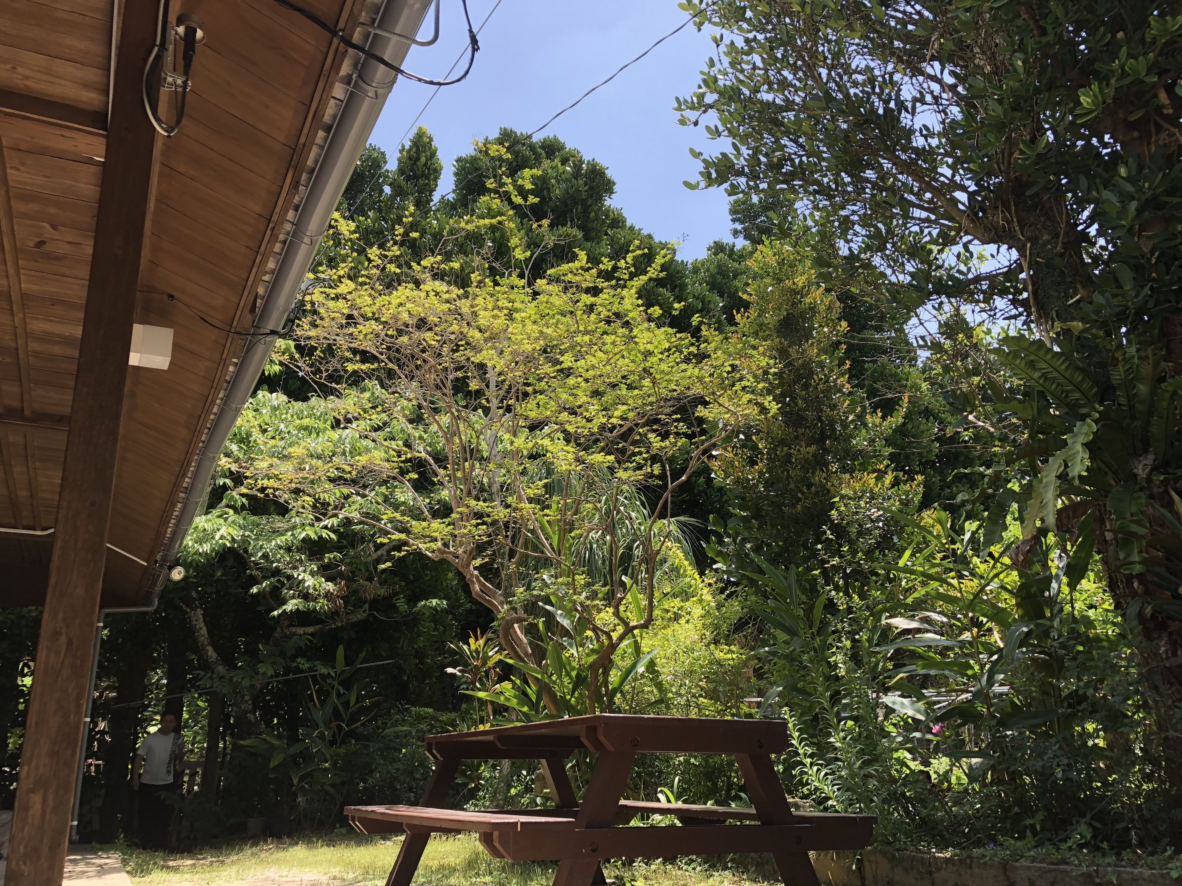 Um banco de madeira num jardim exuberante, com folhagem densa e céu claro.