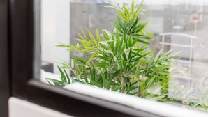 Uma planta em vaso com folhas verdes em frente a uma janela.
