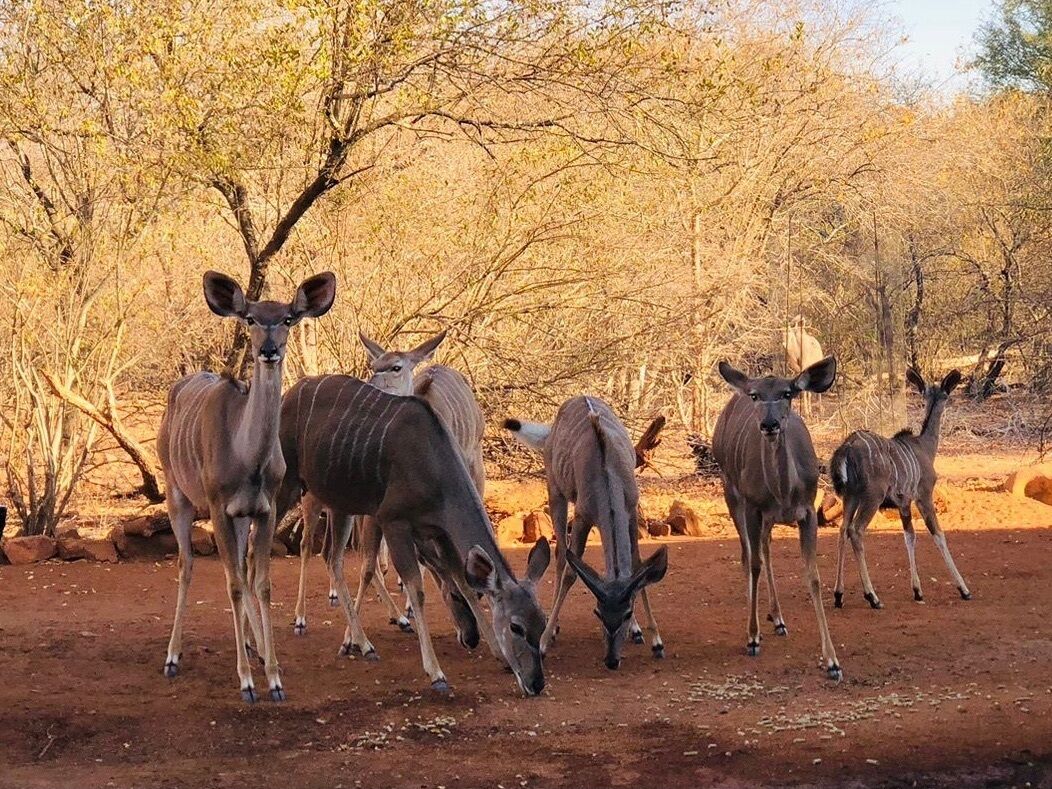Um grupo de antílopes pastando em uma paisagem seca e aberta, com árvores esparsas.