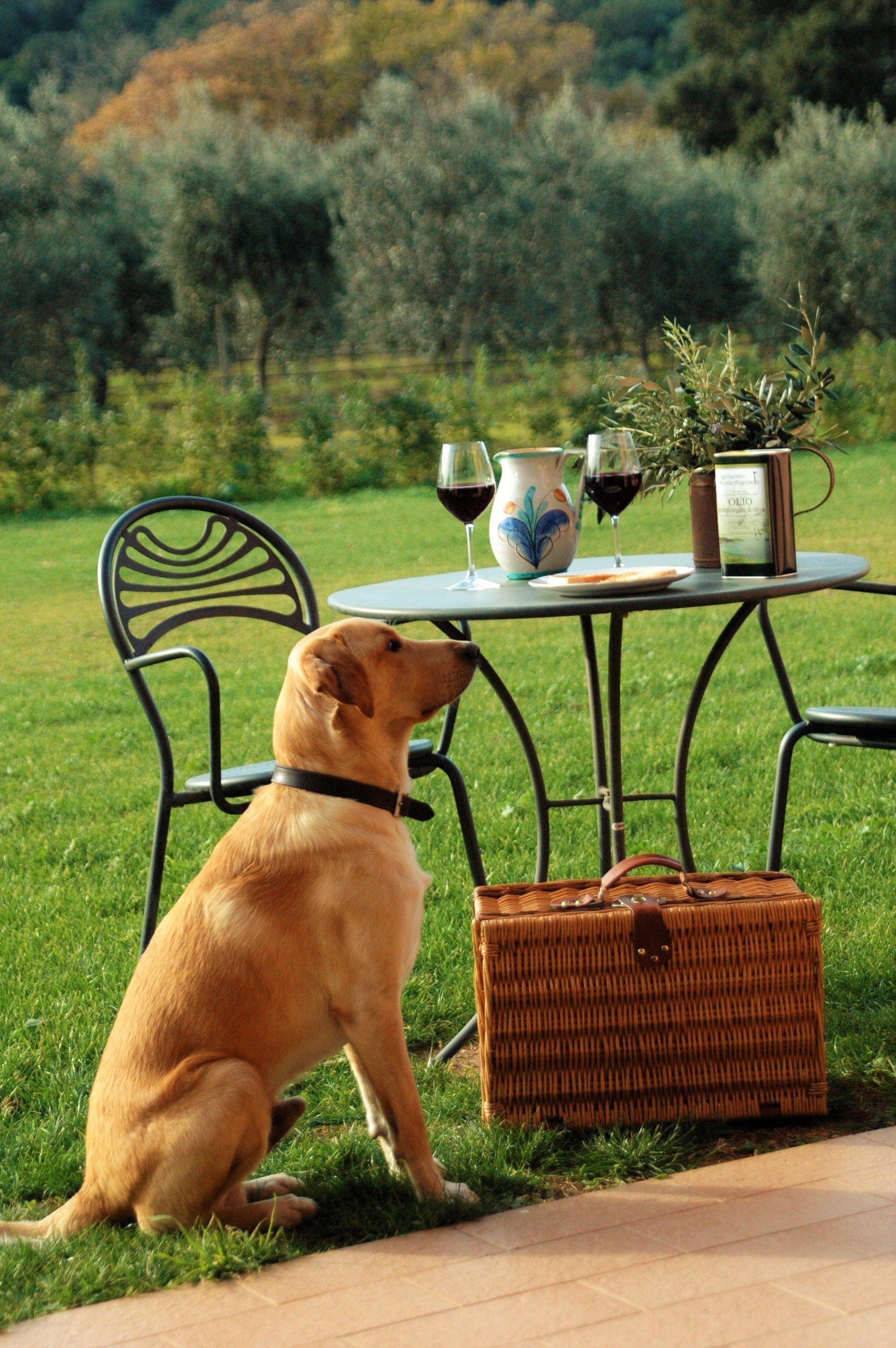 Um cão sentado perto de uma mesa com uma cesta, um vaso e copos de vinho.