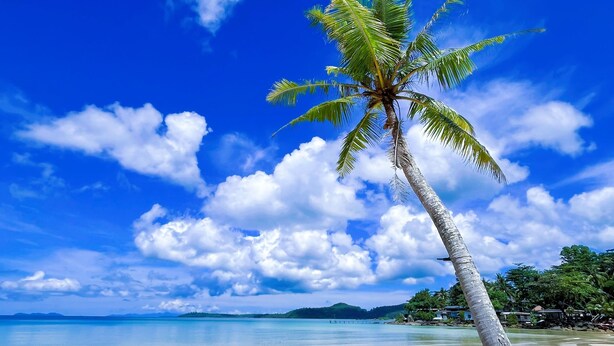 Uma praia com uma palmeira, céu azul límpido e mar calmo.