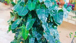 Uma planta verde exuberante com folhas grandes, uma cerca de madeira e uma estrutura de telhado de palha ao fundo.
