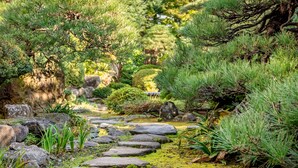 Um caminho de pedra serpenteia por um jardim com pinheiros e musgo.