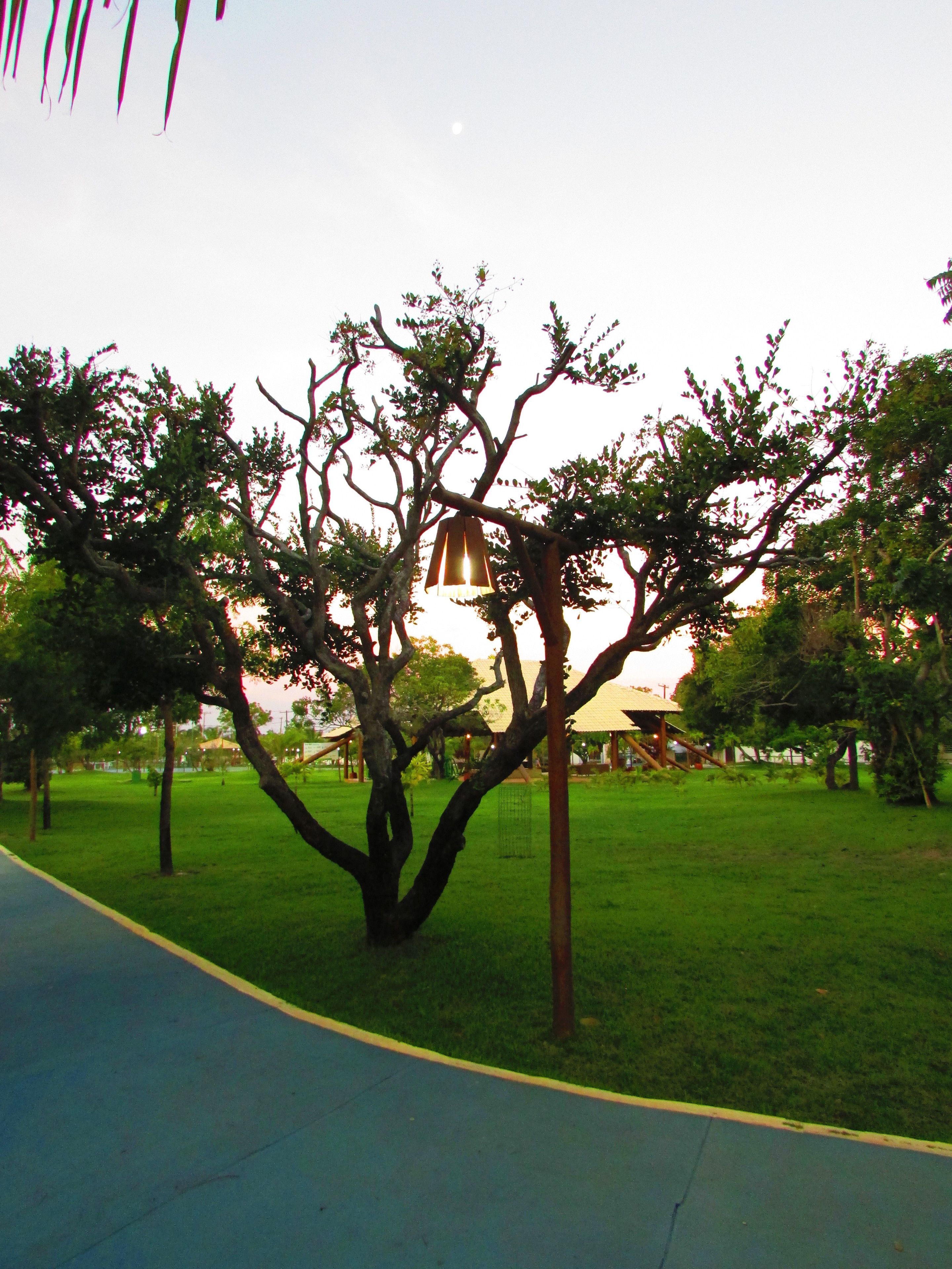 Uma passagem arborizada com um poste de luz e um prédio ao fundo.