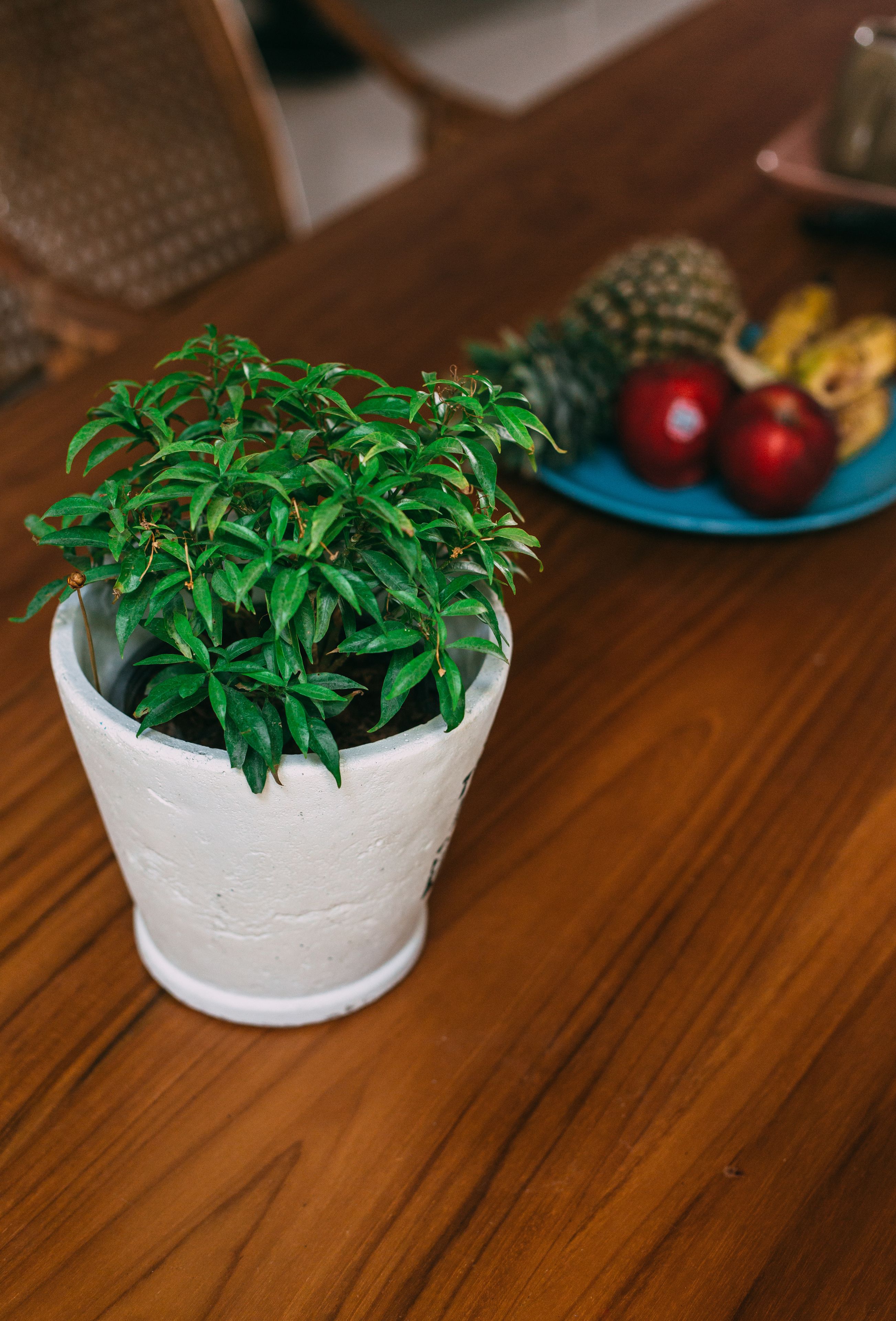Uma planta em vaso sobre uma mesa de madeira, com uma travessa de frutas ao fundo.