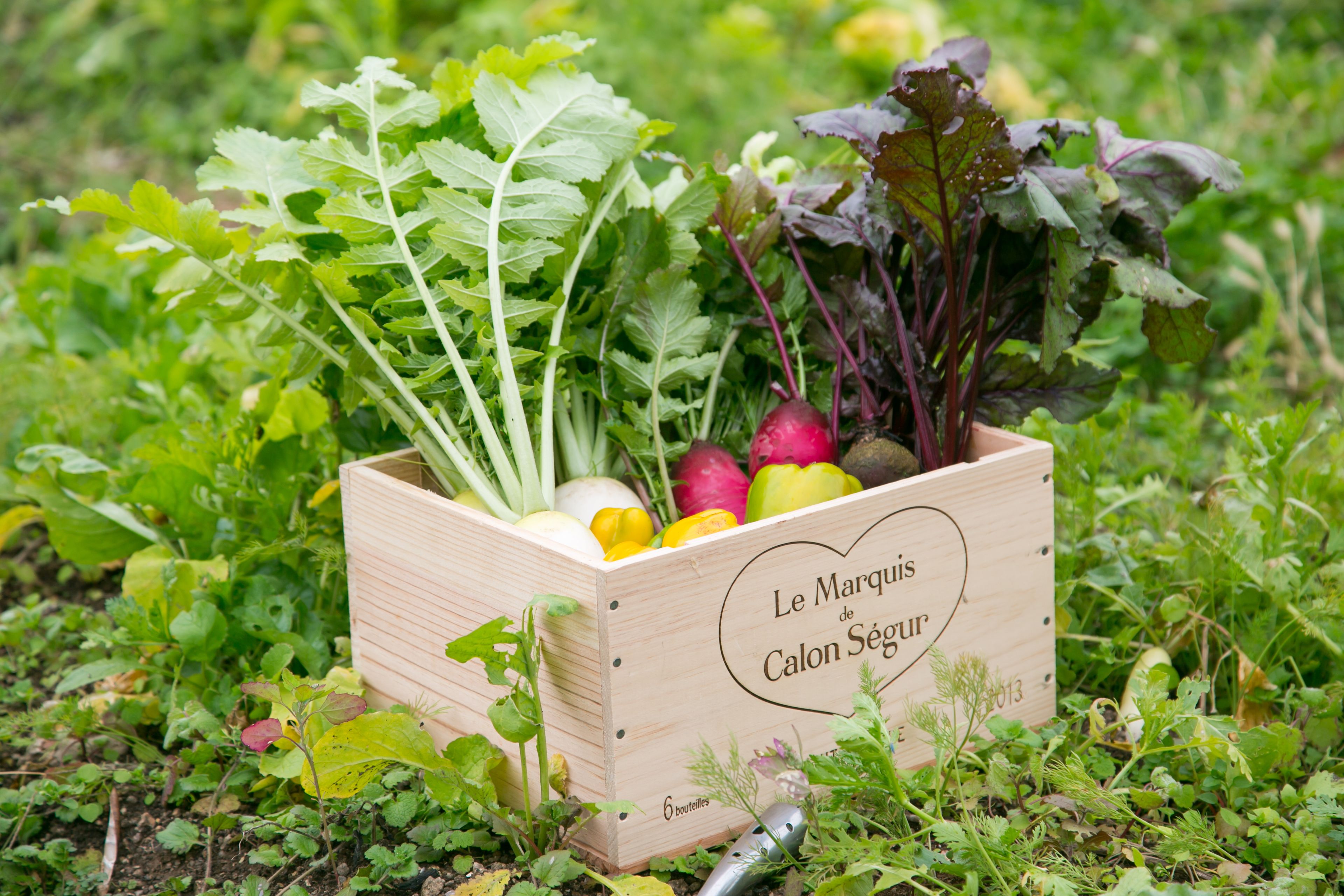 Terrenos do alojamento