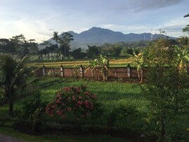 Um jardim exuberante com muro de tijolos, diversas plantas e vista para montanhas distantes.