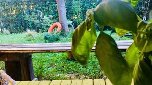 Uma mesa de madeira com uma xícara de café, rodeada por plantas e um tapete estampado.