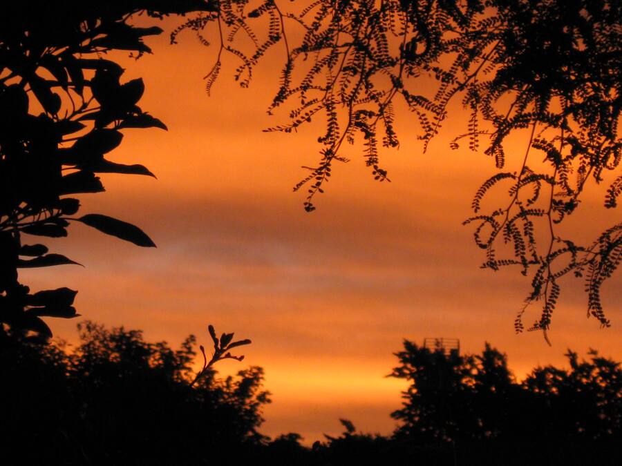 Silhuetas de árvores contra um pôr do sol.
