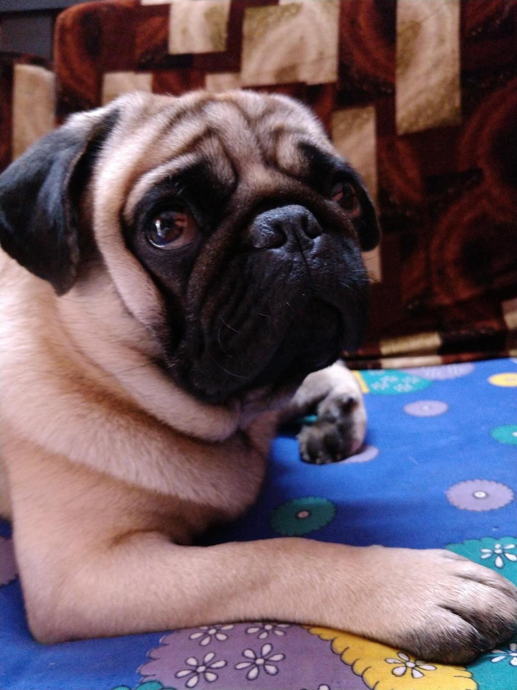 Um cão pug deitado em uma cama com um padrão floral colorido.