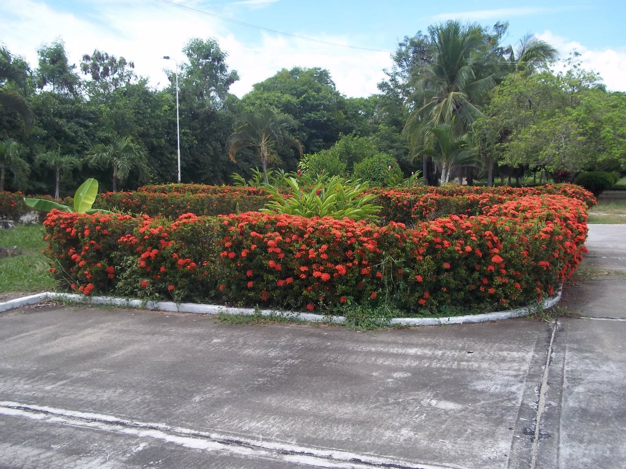 Um jardim ajardinado com arbustos floridos em vermelho e palmeiras.