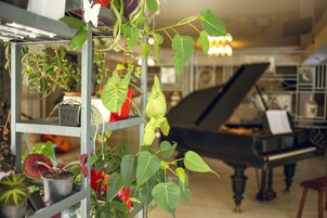 Um piano em uma sala com prateleiras cheias de plantas em vasos.