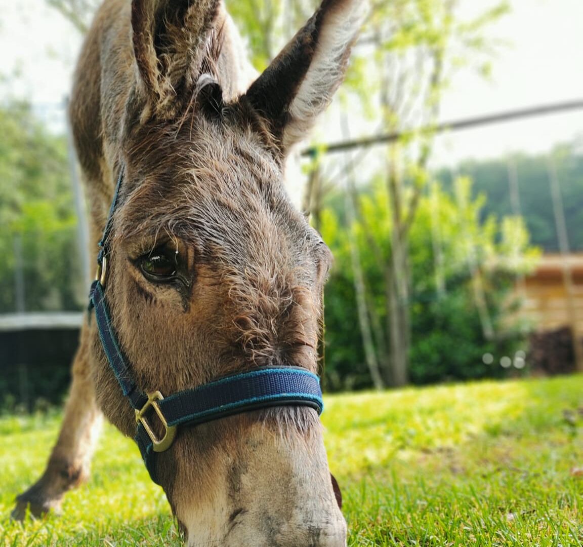 Primeiro plano da cabeça de um burro com cabresto azul, com fundo desfocado de vegetação e uma cerca.