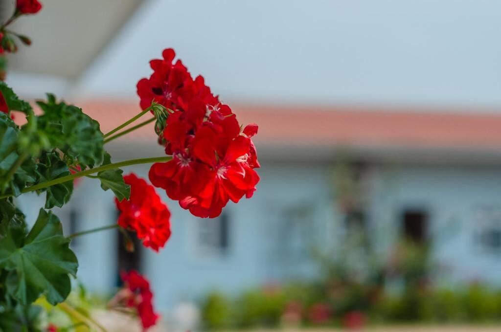 Uma flor vermelha em um jardim com um edifício ao fundo.