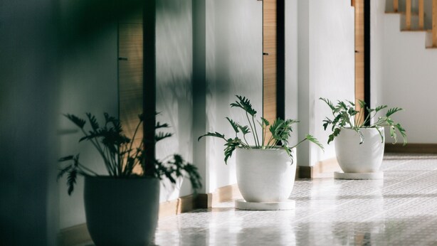Corredor com três plantas em vasos sobre um chão de azulejos, que leva a uma porta de madeira.