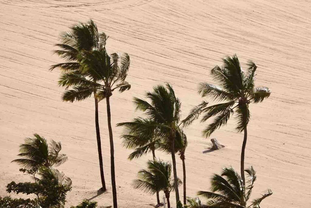 Uma praia arenosa com palmeiras.