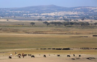Ampla paisagem com um grupo de cavalos pastando em primeiro plano e uma cadeia montanhosa ao longe.