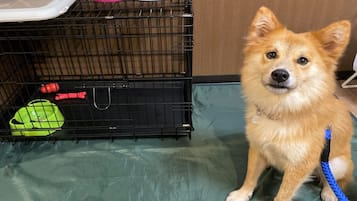 Um cão dentro de um canil com um tapete verde e uma bola de ténis.