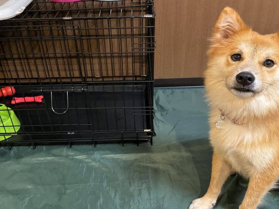 Um cão dentro de um canil com um tapete verde e uma bola de ténis.