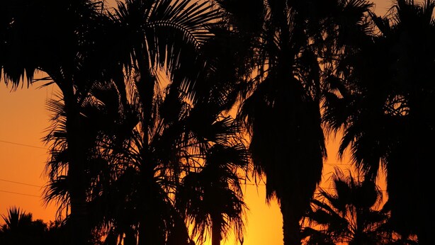 Pôr do sol com silhuetas de palmeiras e um corpo d'água refletindo o céu.