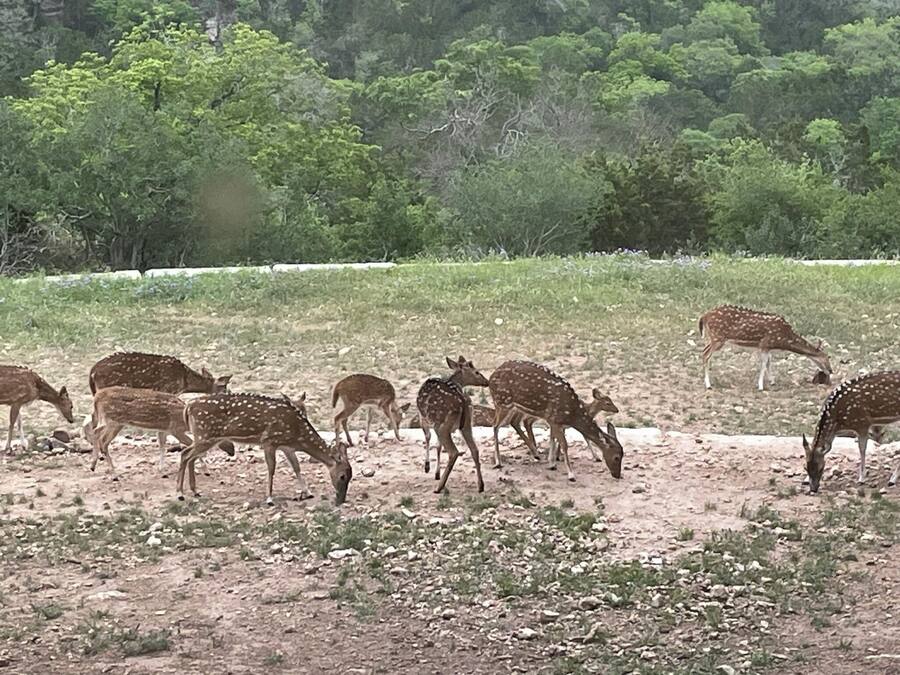 Um grupo de veados pastando em um campo gramado com árvores ao fundo.