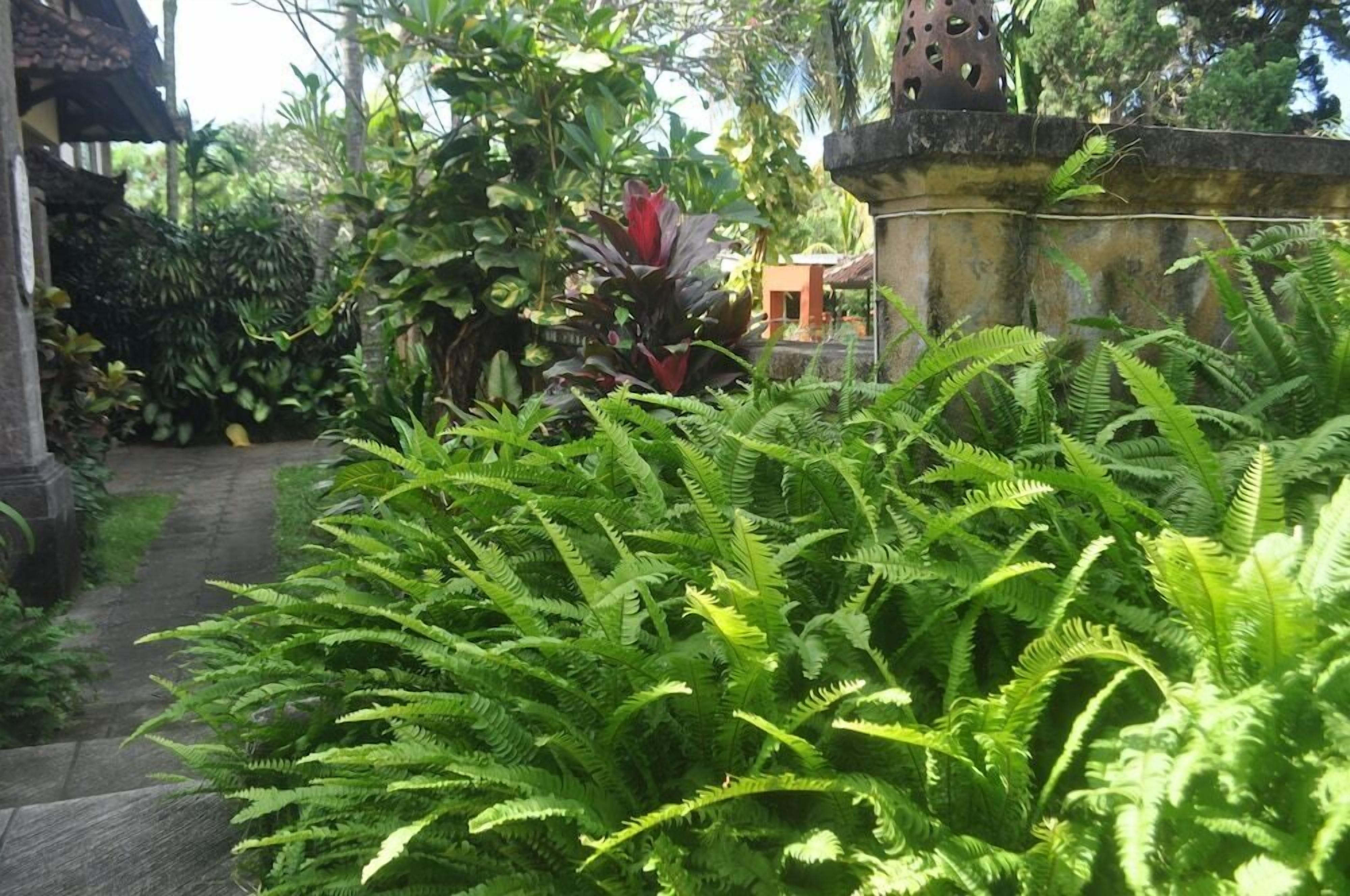 Um jardim exuberante com samambaias densas e diversas plantas tropicais.