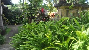 Um jardim exuberante com samambaias densas e diversas plantas tropicais.