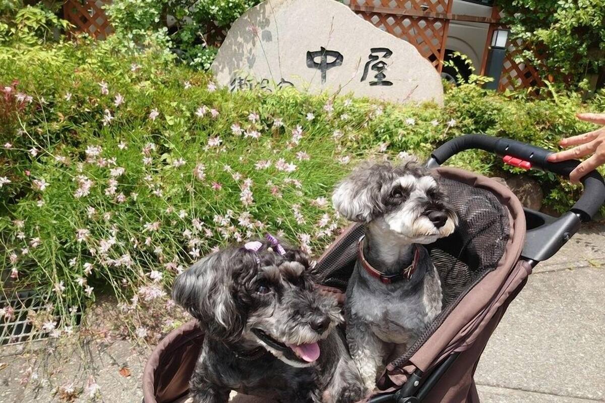 Dois cães num carrinho para animais de estimação, com uma pedra e caracteres japoneses ao fundo.