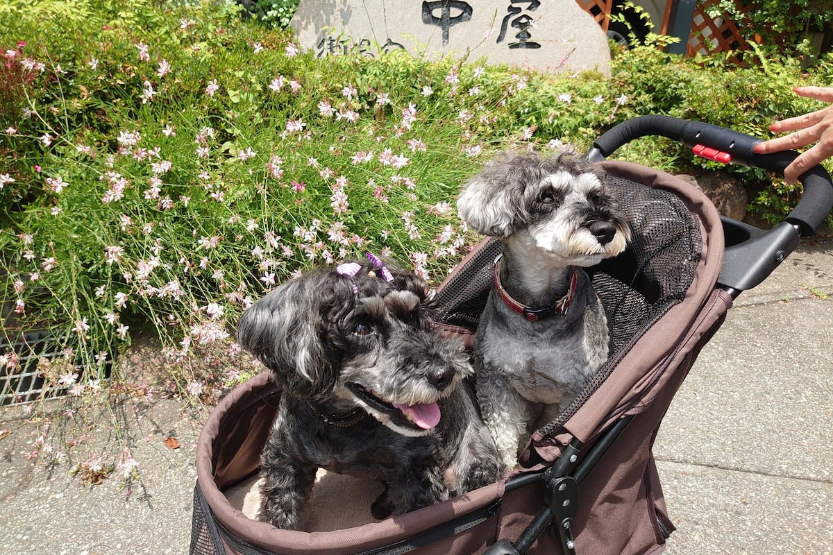 Dois cães num carrinho para animais de estimação, com uma pedra e caracteres chineses ao fundo.