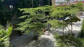 Um pátio com caminho de pedra, plantas verdes e um edifício com fachada verde.