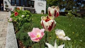 Um jardim com tulipas e um edifício branco com fachada de pedra.