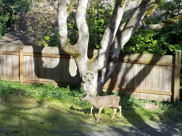 Great Sleep, Close To U Of O Hiking & Biking, Restaurants And Bakeries - Eugene, OR