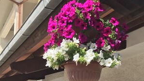 Um vaso de flores pendurado com flores rosa e brancas, uma cadeira de vime e um cacto em vaso.