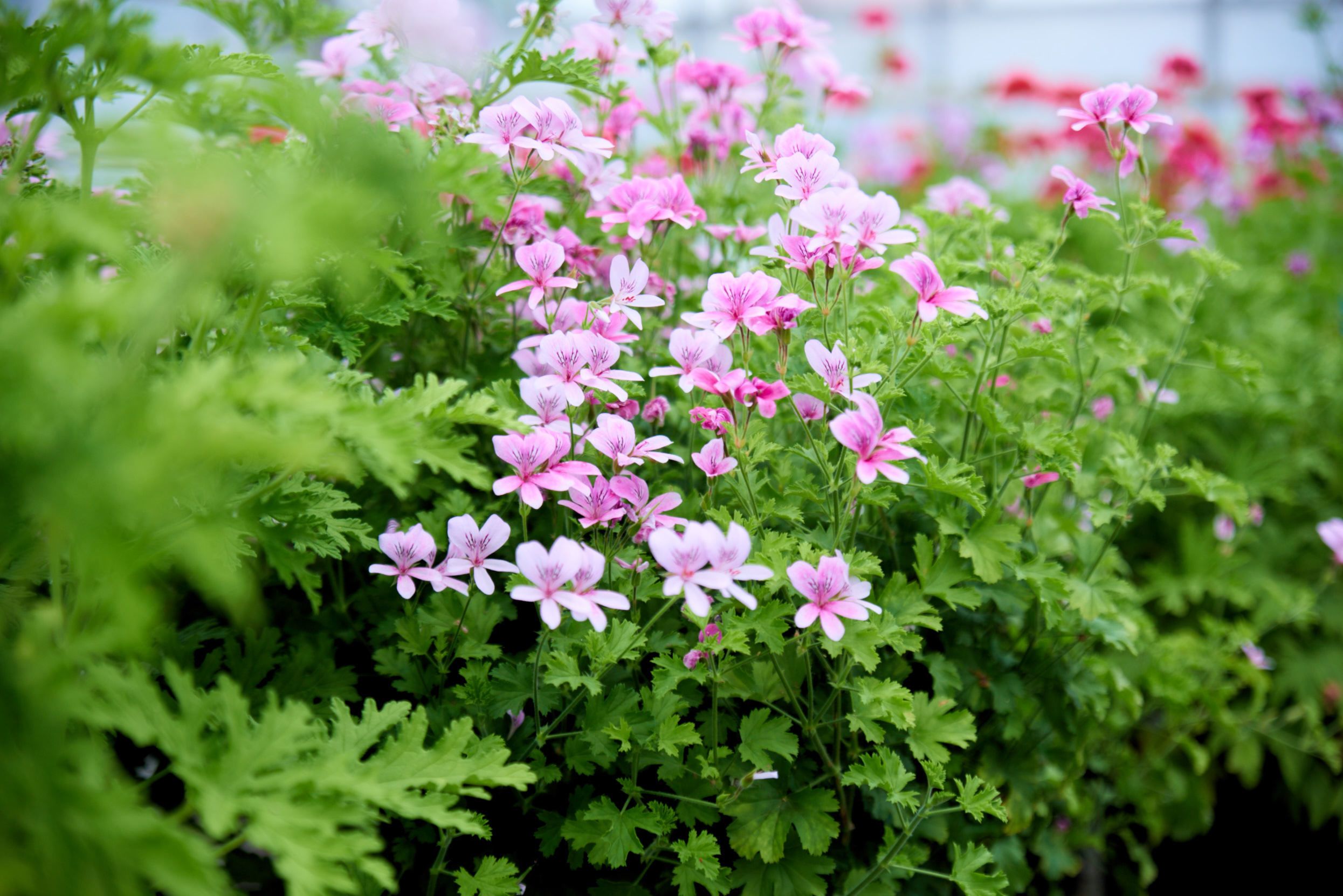 Um jardim com flores cor-de-rosa e folhagem verde.