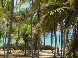 Uma praia com palmeiras e céu claro.