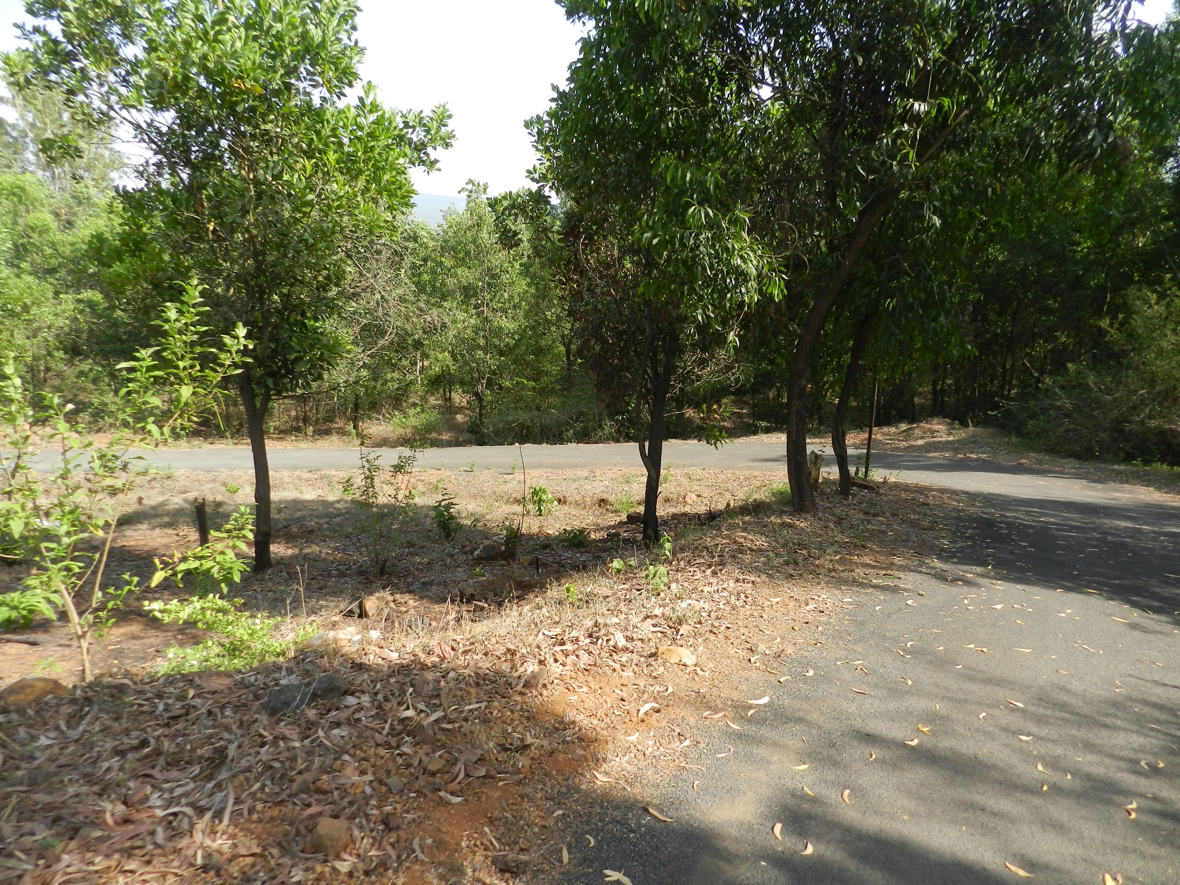 Uma estrada pavimentada com árvores nas laterais, cercada por folhas secas e grama.