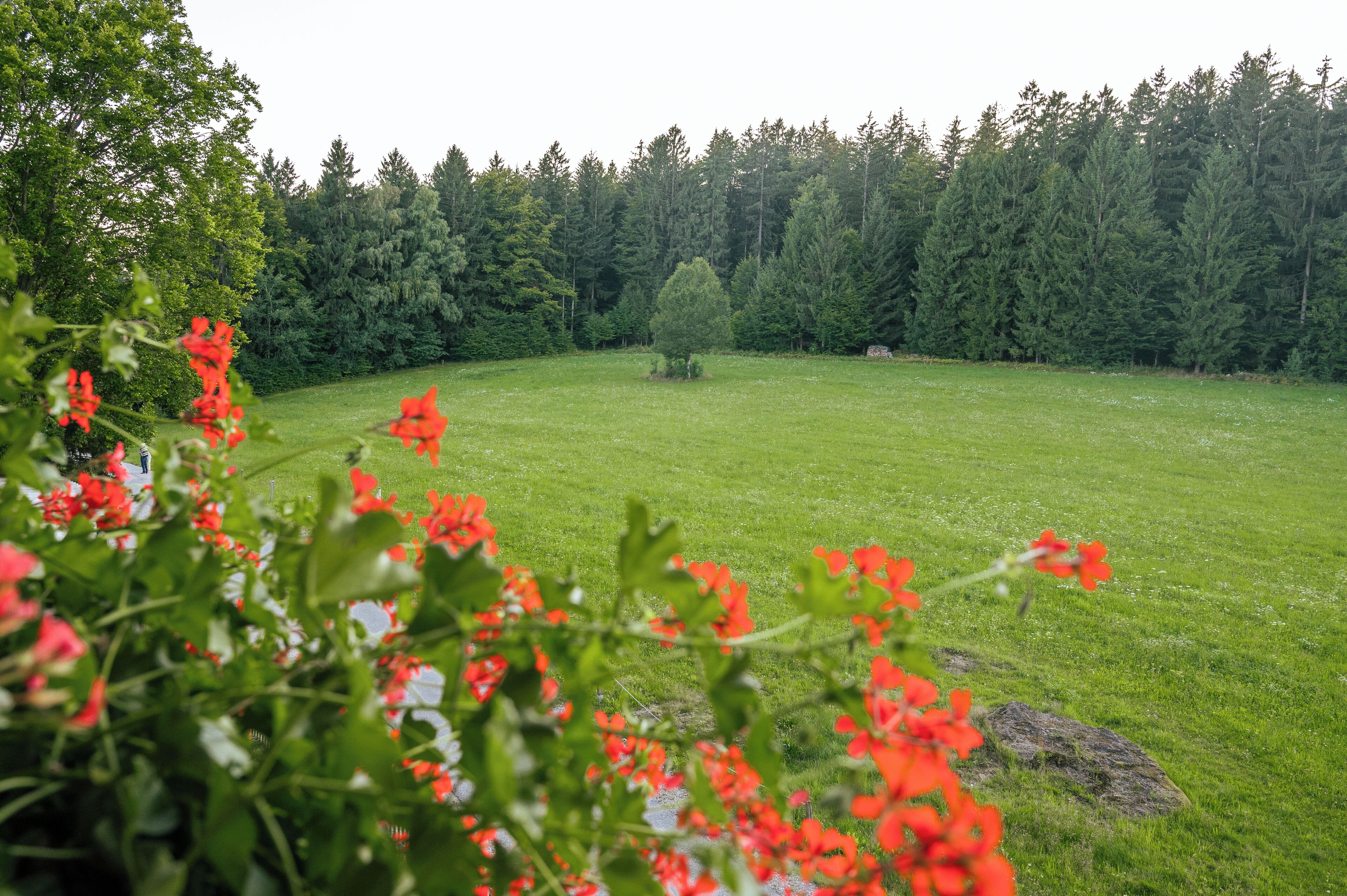 Um campo gramado com uma floresta densa ao fundo.