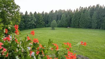 Um campo gramado com uma floresta densa ao fundo.