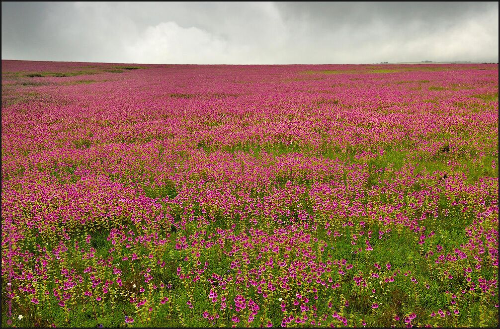 Um campo de flores cor-de-rosa sob um céu nublado.