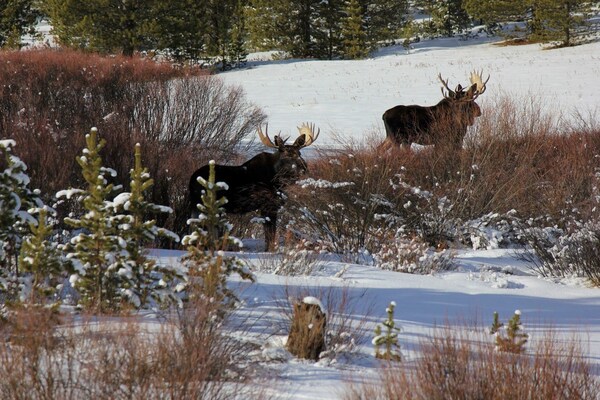 Sugar Loaf Lodge & Cabins - Butte, MT