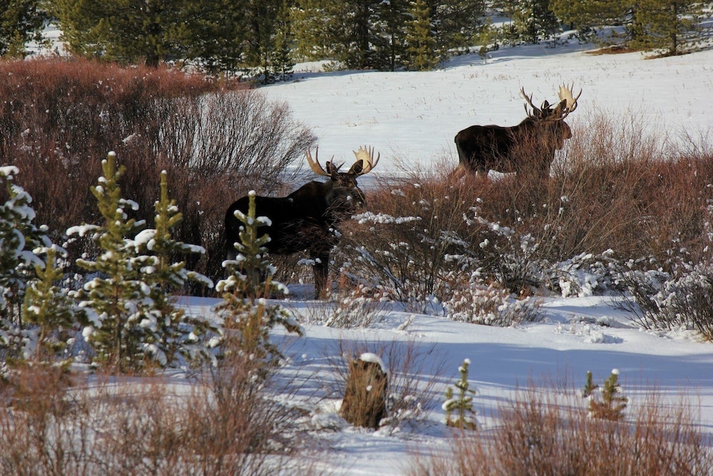 Sugar Loaf Lodge & Cabins - Anaconda, MT