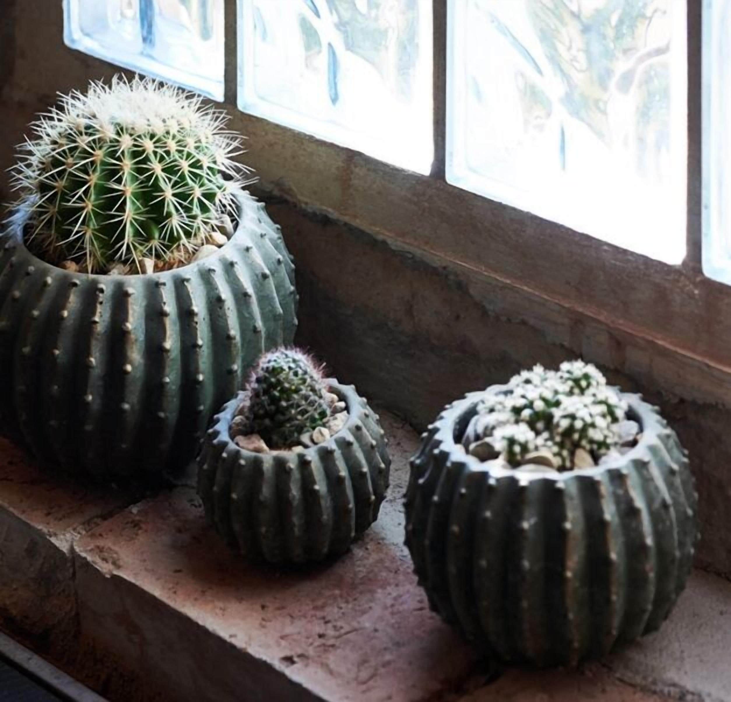 Três cactos em vasos sobre um peitoril.
