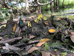 Observação de animais selvagens