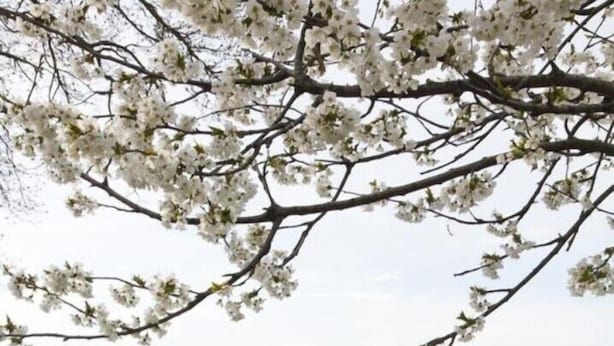 Mesa posta ao ar livre com vista para colinas ondulantes e uma árvore florida com flores brancas.