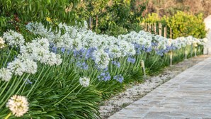 Uma trilha de pedra ladeada por flores brancas e azuis, serpenteando por um jardim com diversas plantas e árvores.