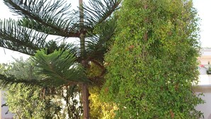 Uma palmeira alta com uma parte inferior densa e frondosa, rodeada por outras plantas.