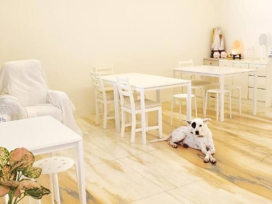 Quarto com mobiliário branco, incluindo uma mesa e cadeiras, um sofá branco e um cão pequeno no chão.